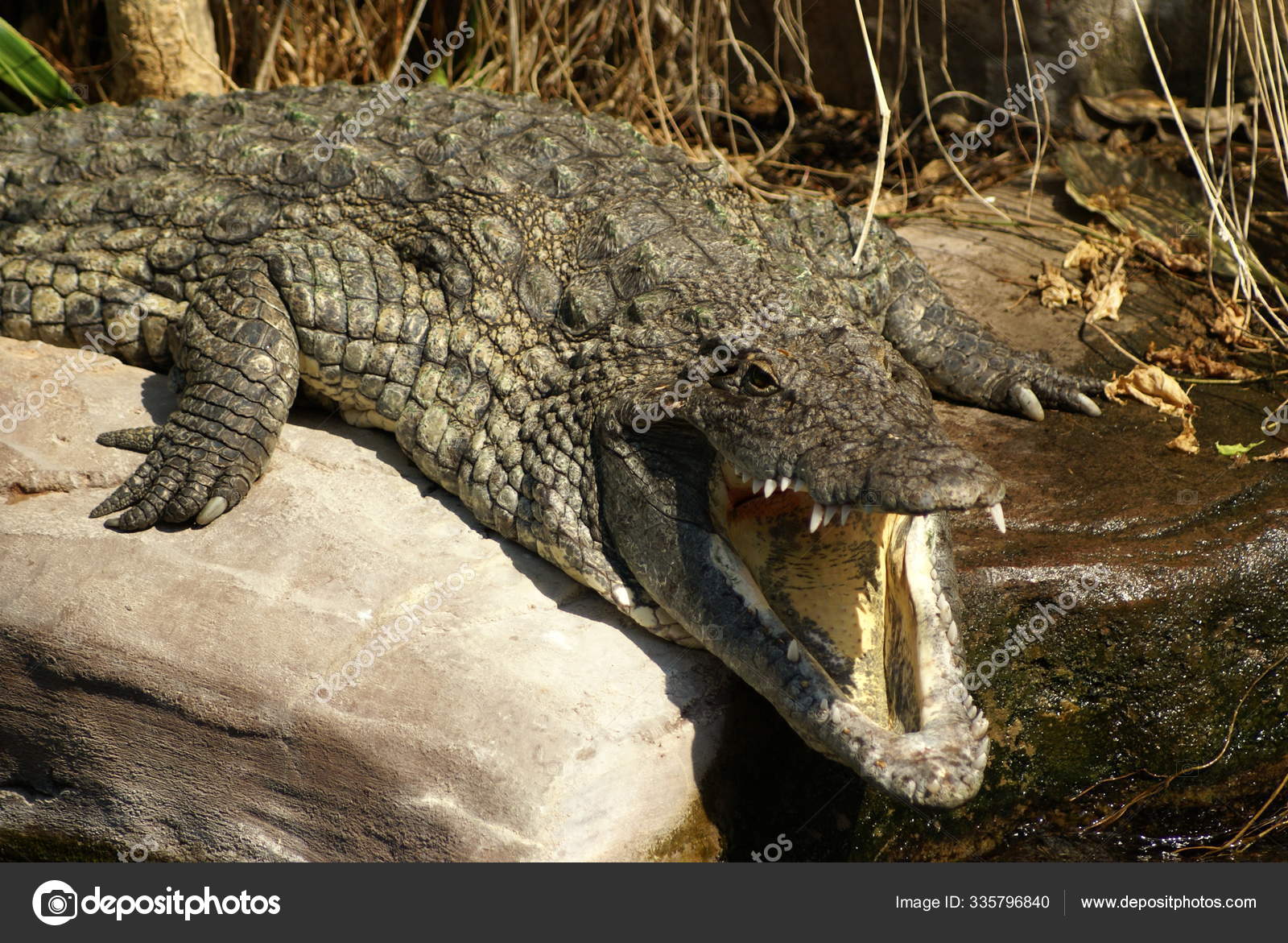 Crocodile Alligator Carnivore Animal Stock Photo by ©PantherMediaSeller ...
