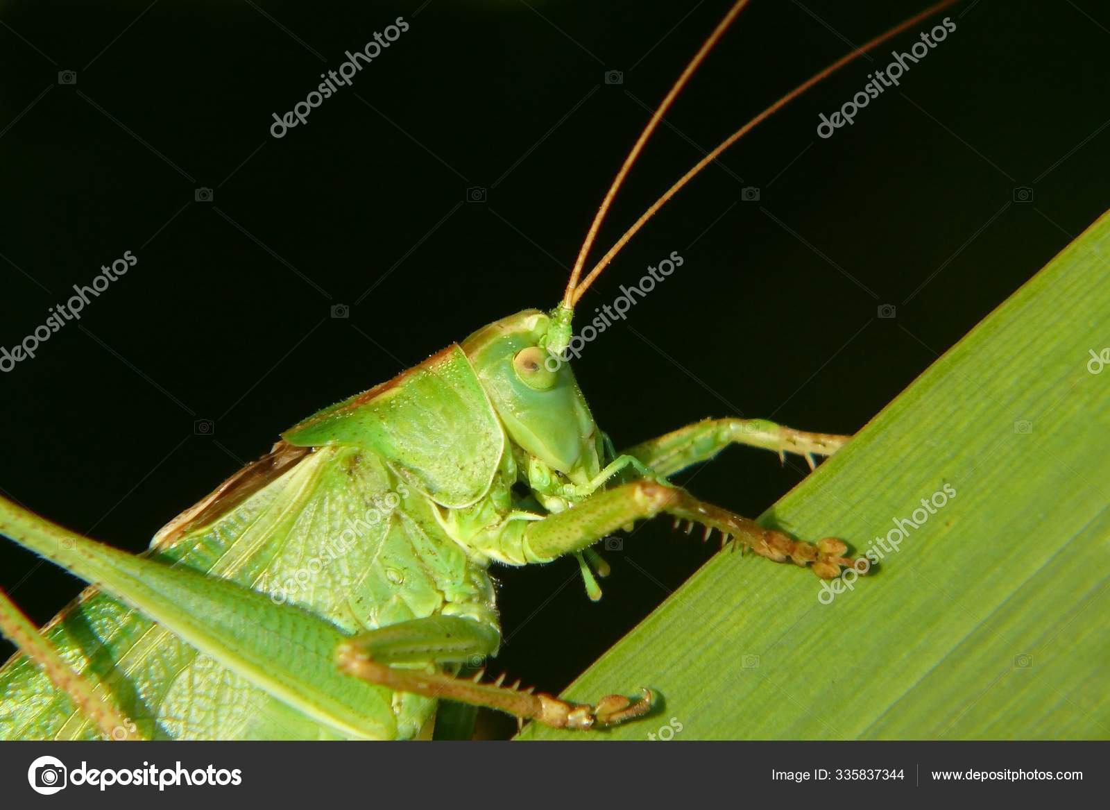 Grasshopper Insect Invertebrate Praying Bug — Stock Photo ...