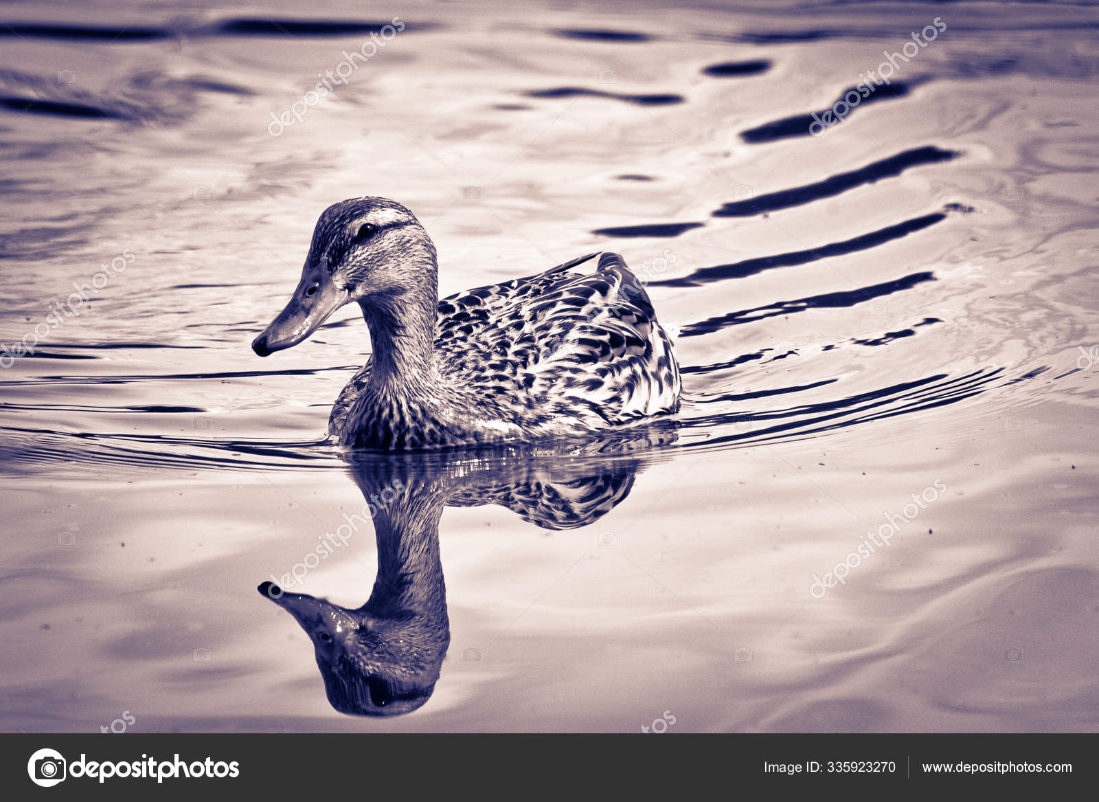 Duck Well All Good — Stock Photo © PantherMediaSeller #335923270