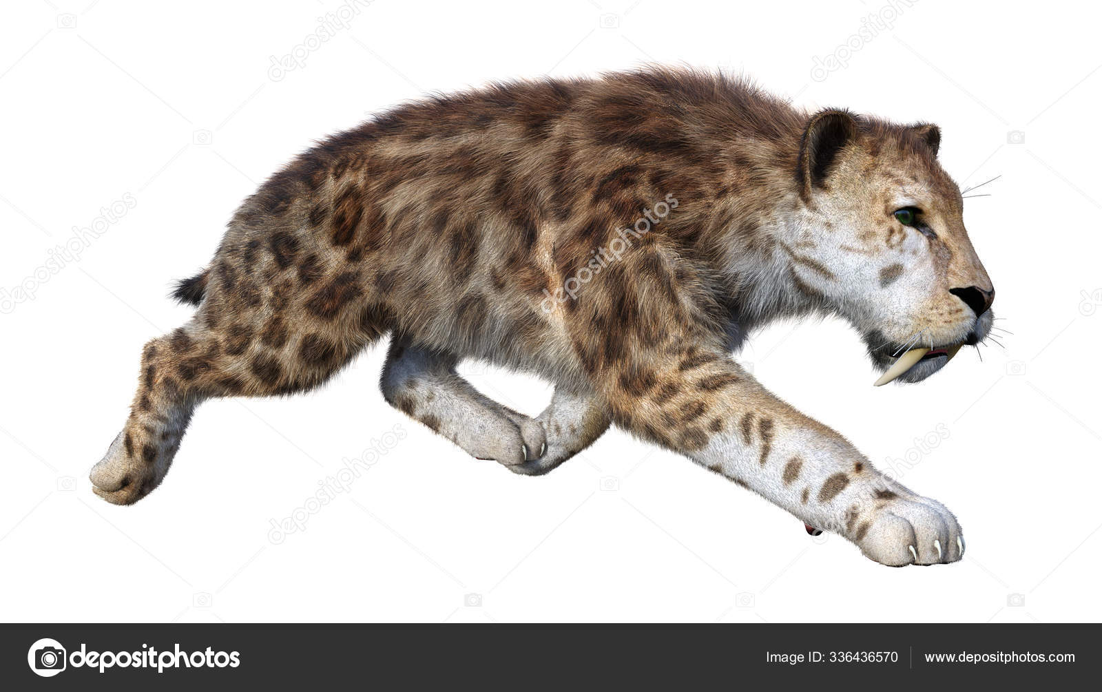 Rendering Sabertooth Tiger Isolated White Background — Stock Photo ...