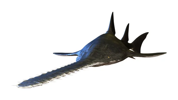 Prehistoric Sawfish