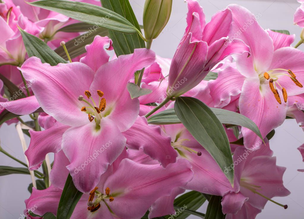 Primer plano de flores de azulejos rosados. Los nombres comunes para ...