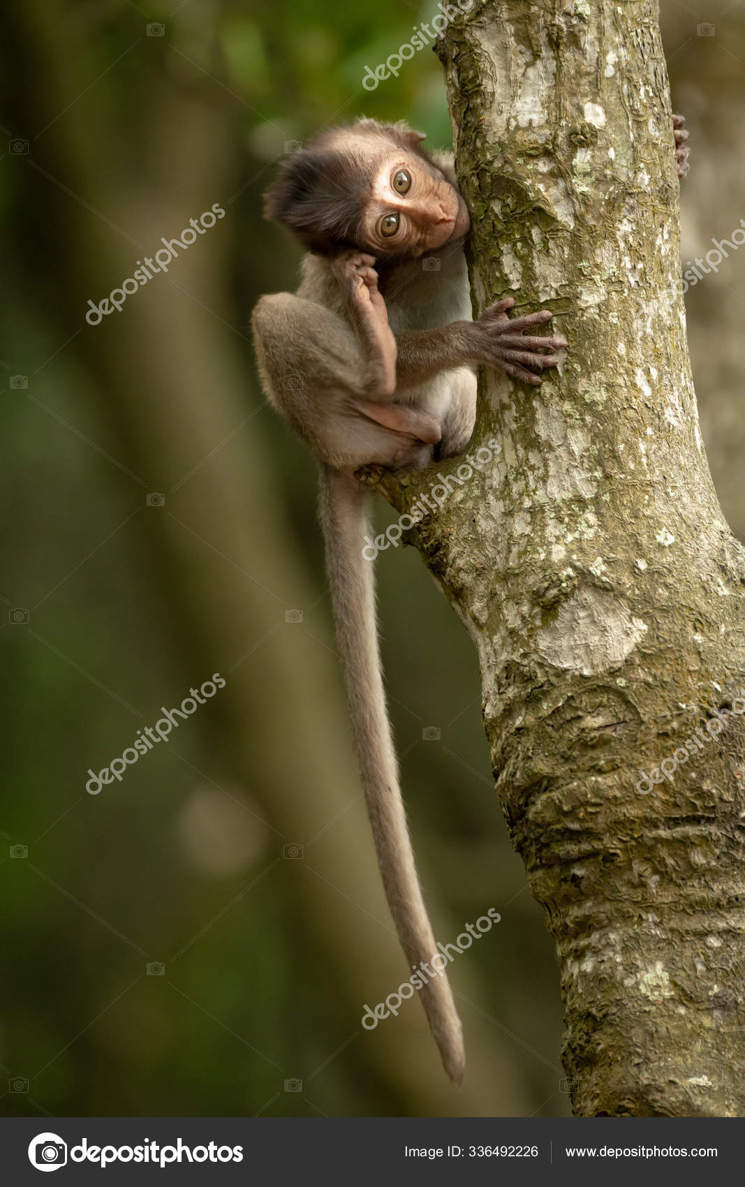 Baby Long Tailed Macaque Tree Scratches Head — Stock Photo ...