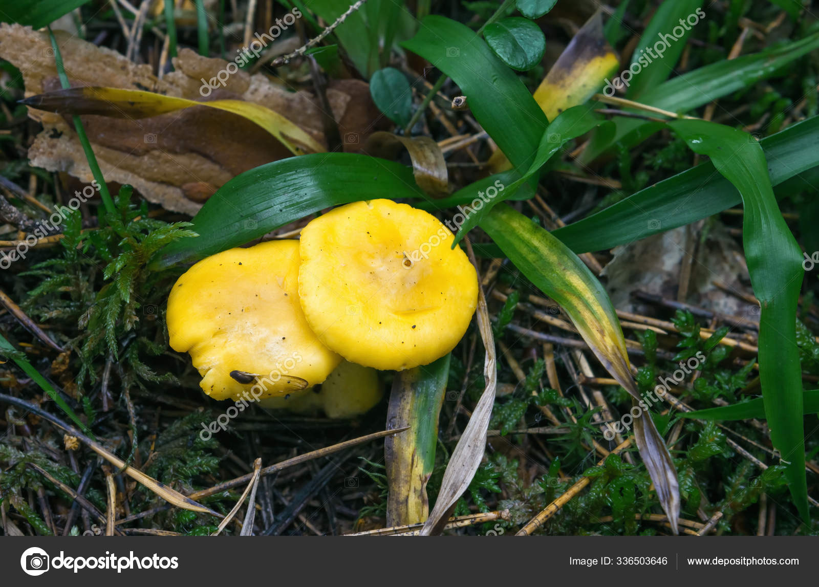 Pair Wild Edible Yellow Mushrooms Forest Close Russula Claroflava ...