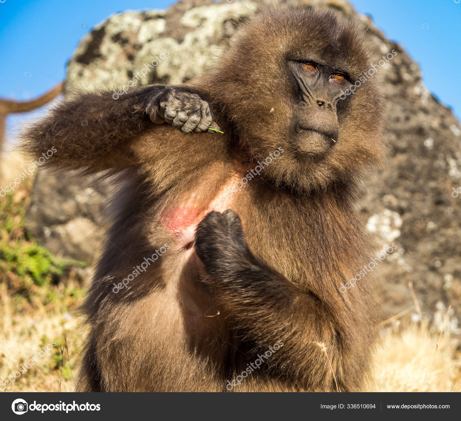Gelada Baboon Theropithecus Gelada Simien Mountains National Park ...