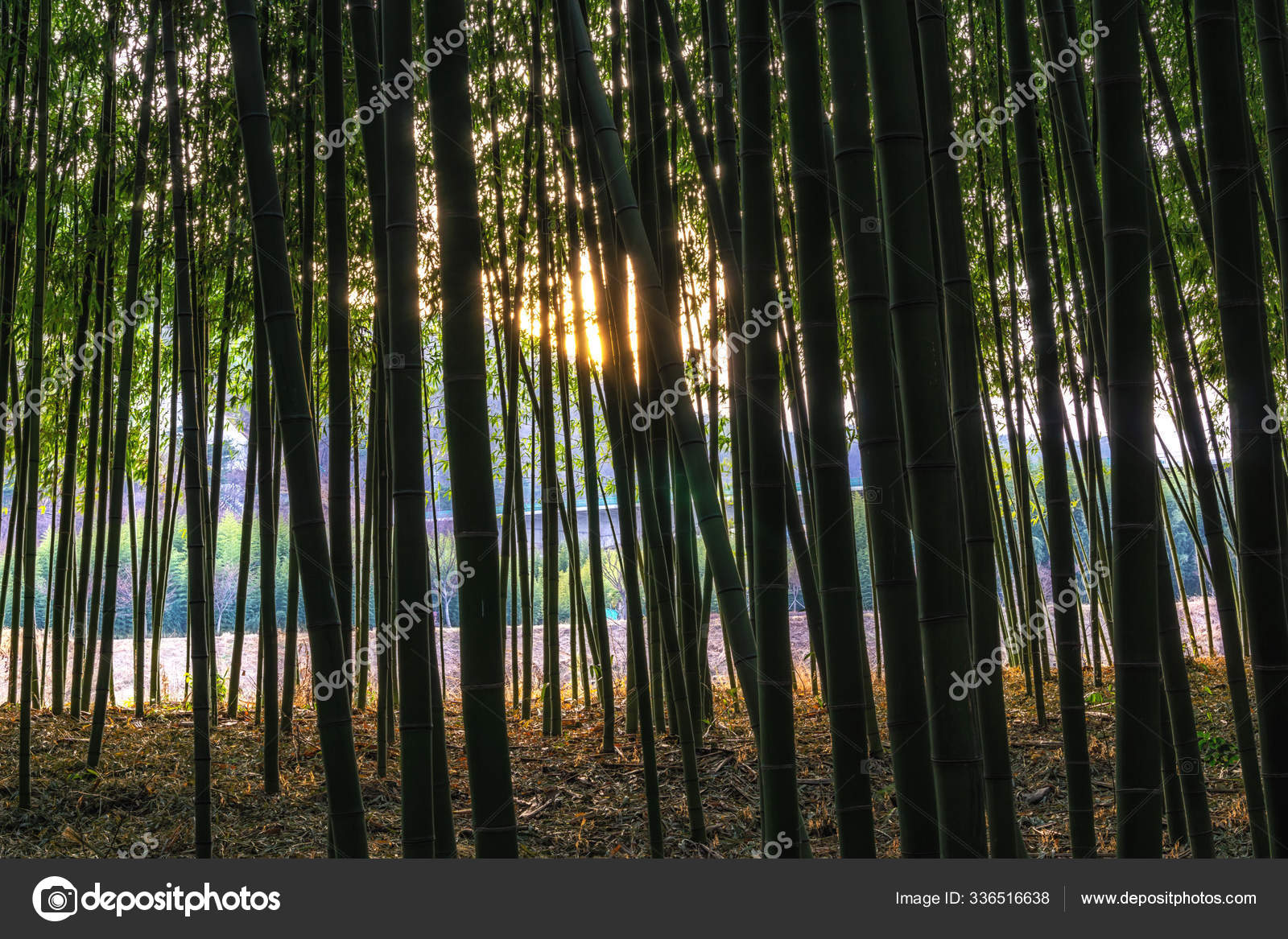 Sunset Light Simnidaebat Bamboo Forest Famous Bamboo Forest Ulsan ...