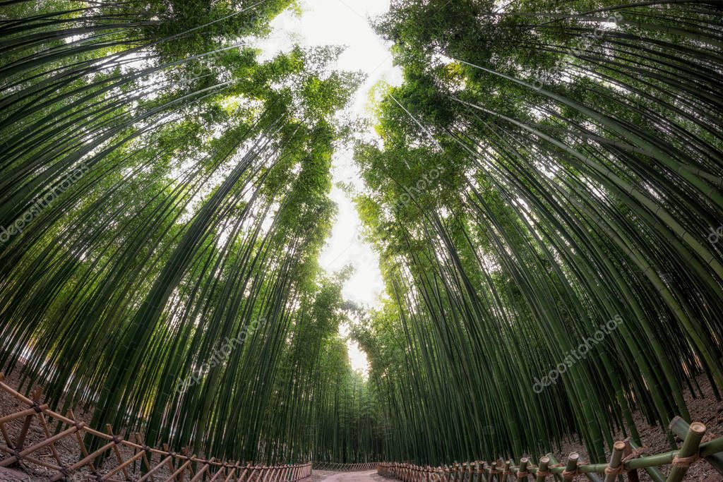 Bosque de bambú Simnidaebat. El famoso bosque de bambú en Ulsan ...