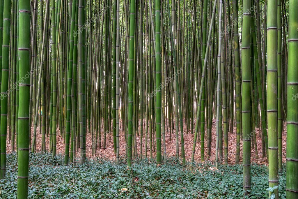 Bosque de bamb Simnidaebat. El famoso bosque de bamb en Ulsan ...