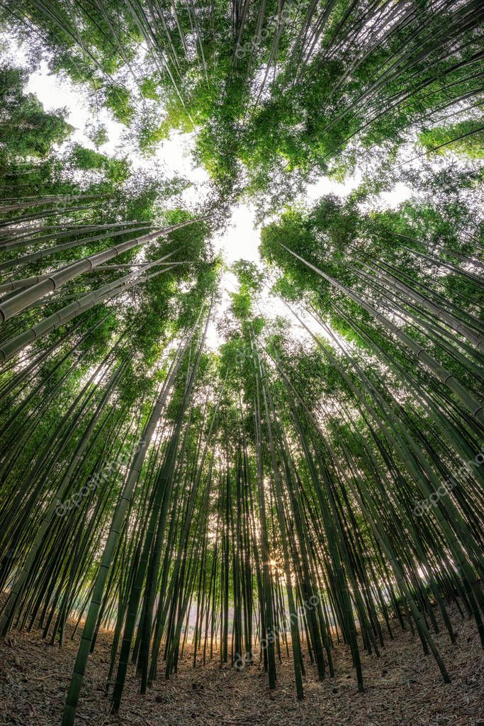 Bosque de bambú Simnidaebat. El famoso bosque de bambú en Ulsan ...