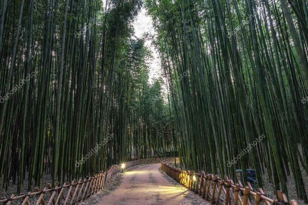 Simnidaebat sendero bosque de bambú por la noche. El famoso bosque de ...