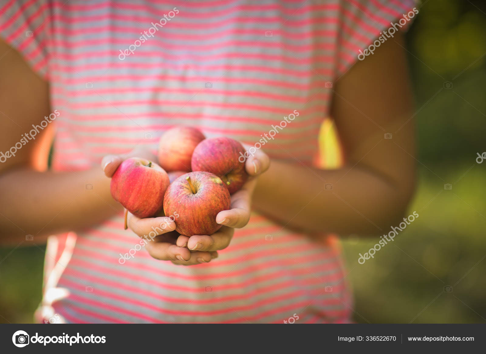 Middle Aged Woman Picking Apples Her Orchard Soon Lovely Smell Stock ...