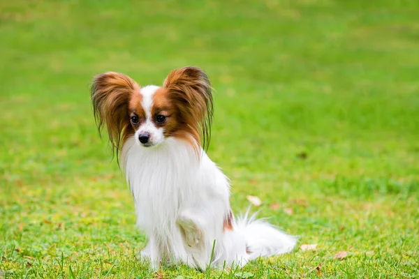 Papillon dog Stock Photos, Royalty Free Papillon dog Images | Depositphotos