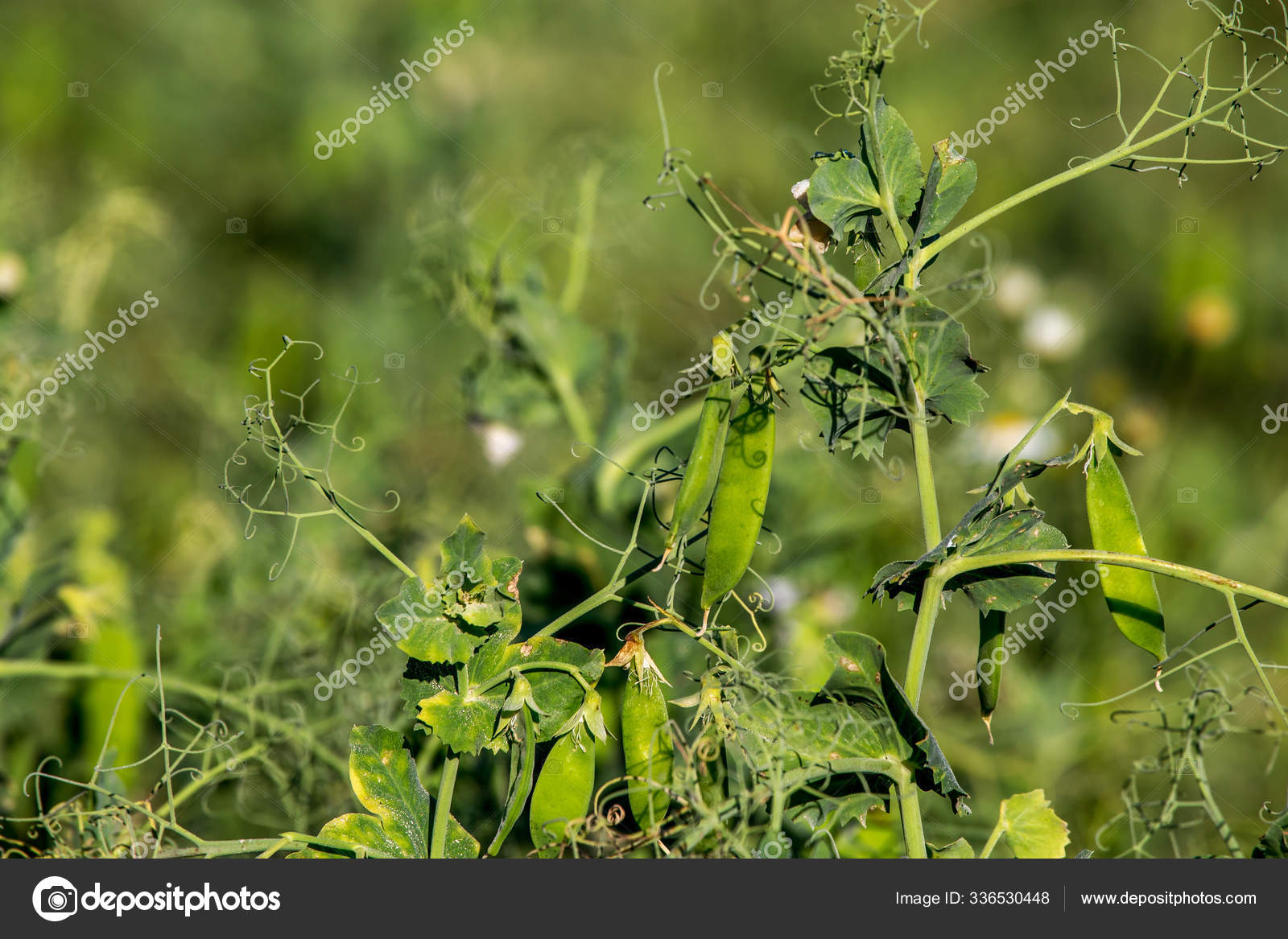 Green Pea Plants Growing Pods Pods Young Green Peas Blooming Stock ...
