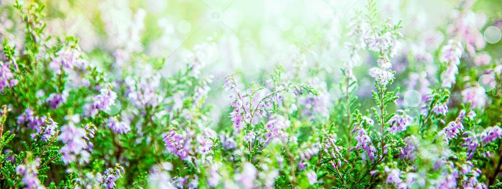 ᐈ Erica flower stock images, Royalty Free erica flower photos ...
