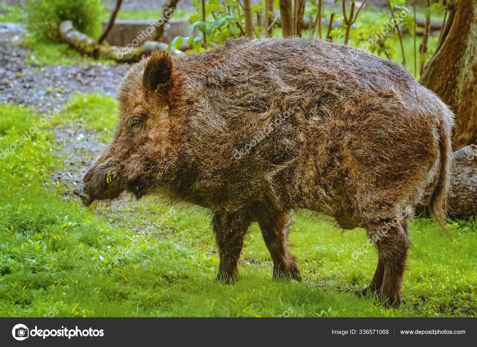 Male Central European Boar Lawn Stock Photo by ©PantherMediaSeller ...