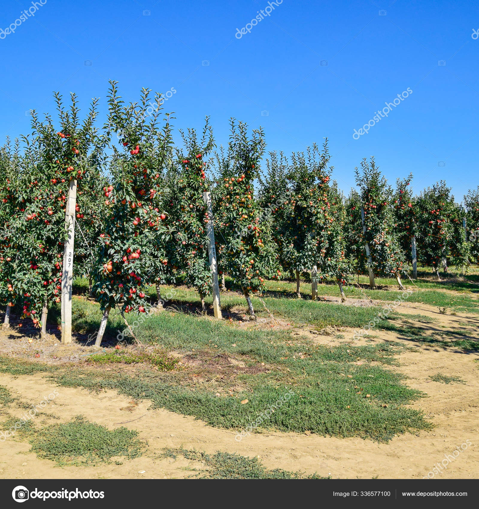 Apple Orchard Rows