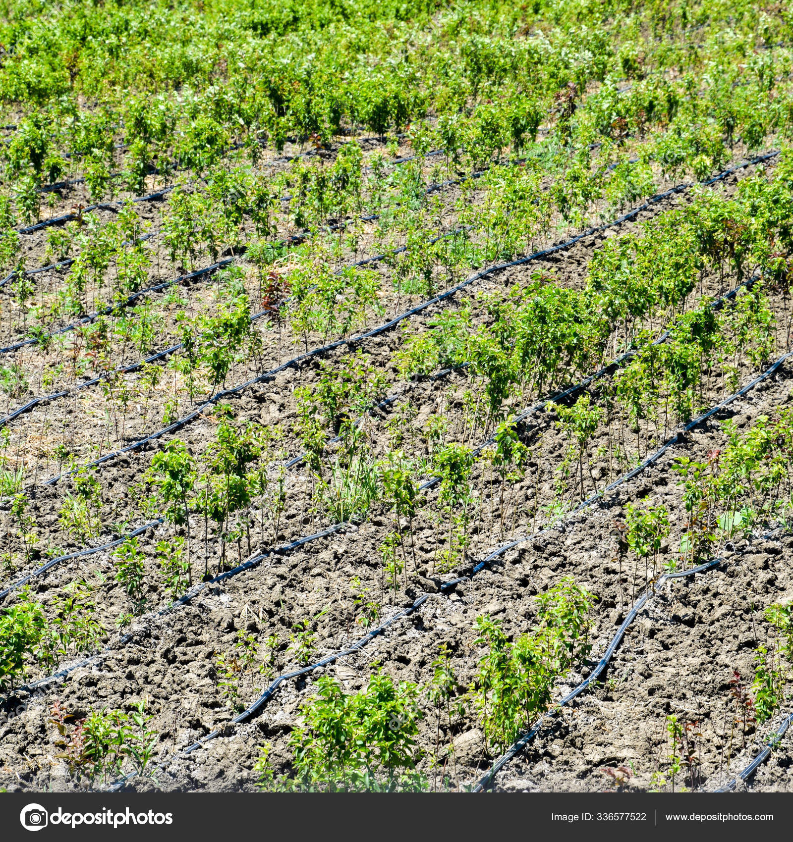 Campo Con Plántulas Árboles Frutales Reproducción Cultivos Frutales ...