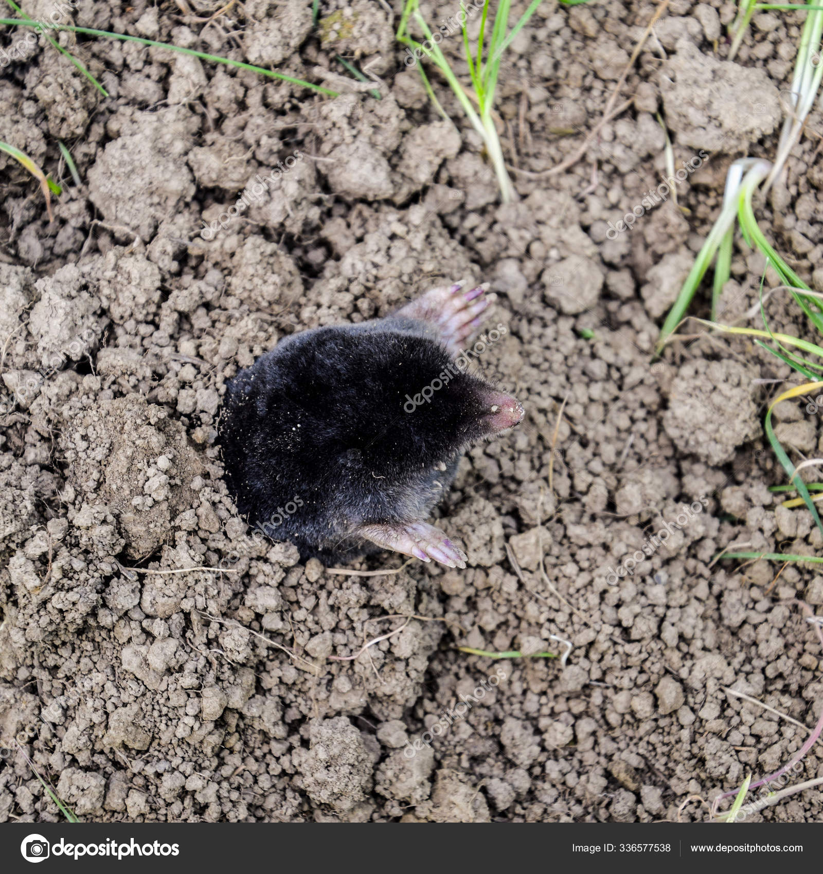 Mound Earth Mole Underground Animal Mole Stock Photo by ...