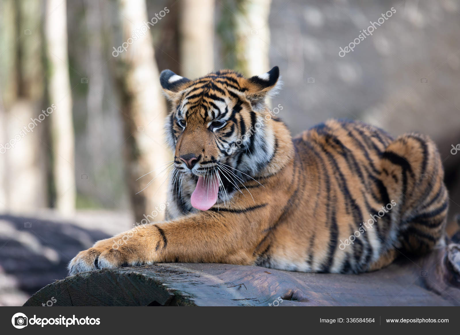 Tigre Sumatra Panthera Tigris Sumatrae Una Rara Subespecie Tigre Que ...