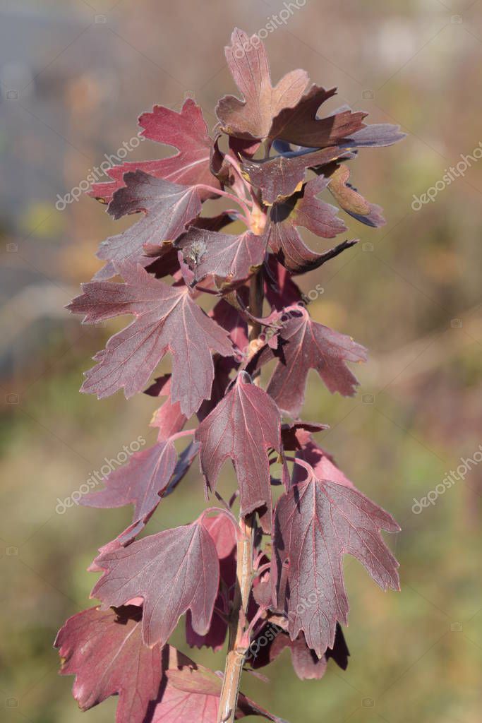Hojas enrojecidas de grosella dorada. Color de la hoja de otoño. Las ...