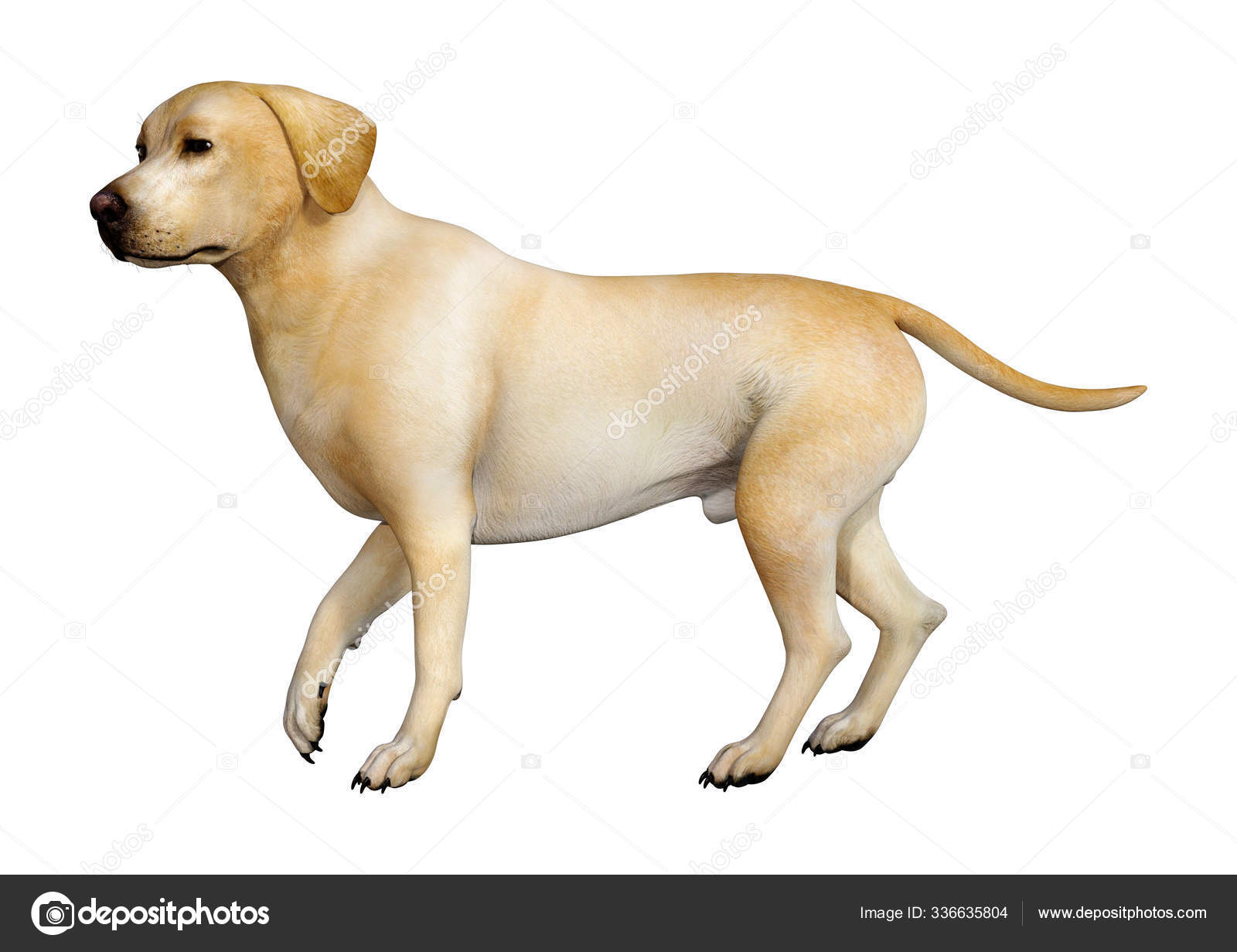 Rendering Yellow Labrador Dog Isolated White Background — Stock Photo ...
