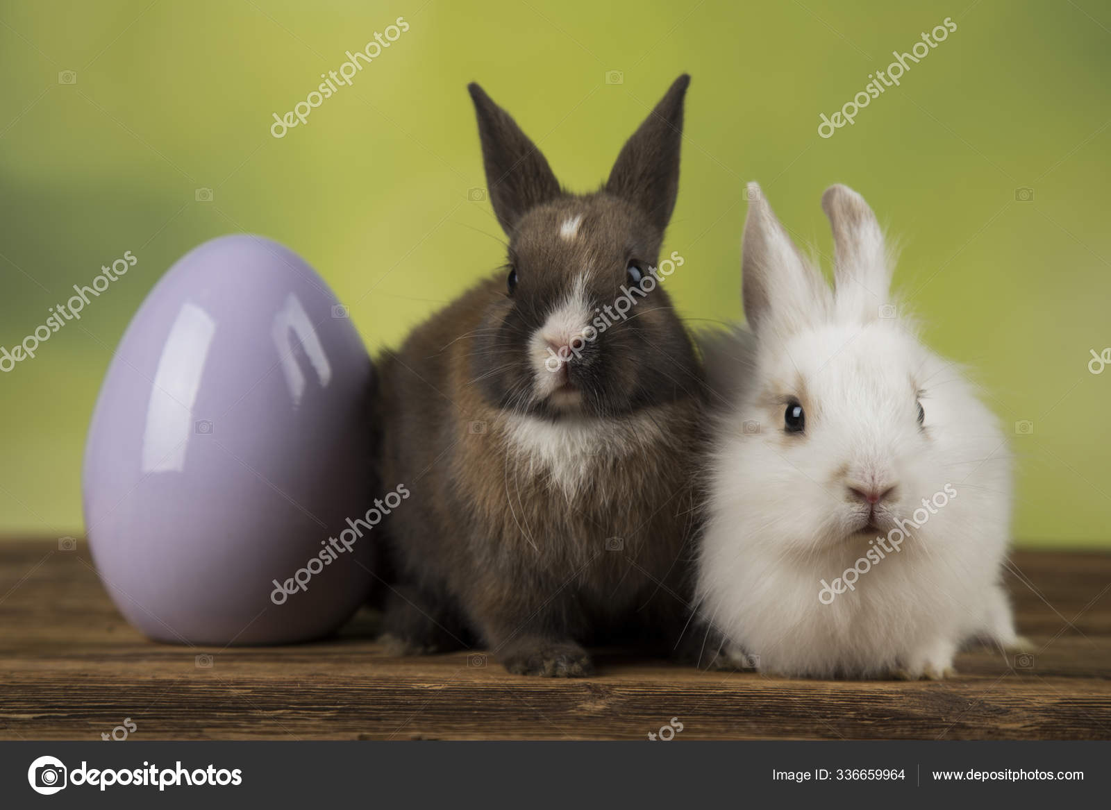 Little Cute Baby Rabbit Easter Eggs Stock Photo by ©PantherMediaSeller ...