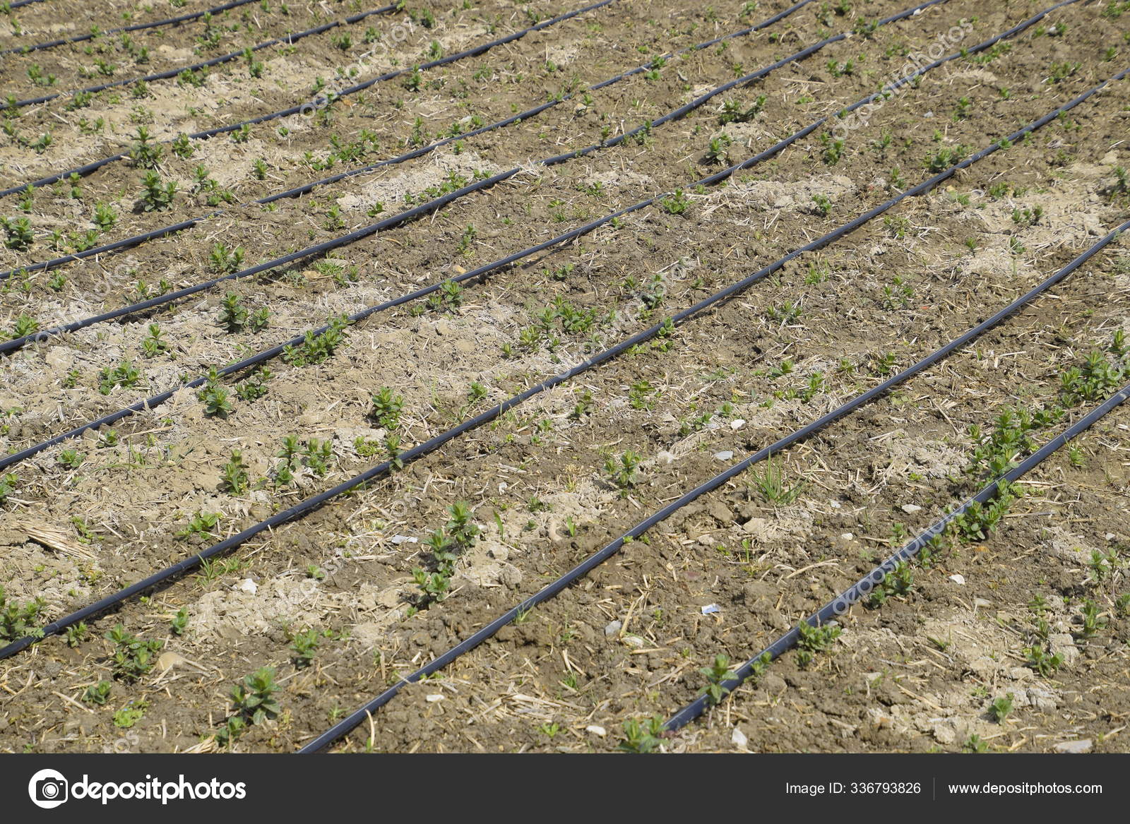 Drip Irrigation Field Black Hoses Drip Irrigation — Stock Photo ...