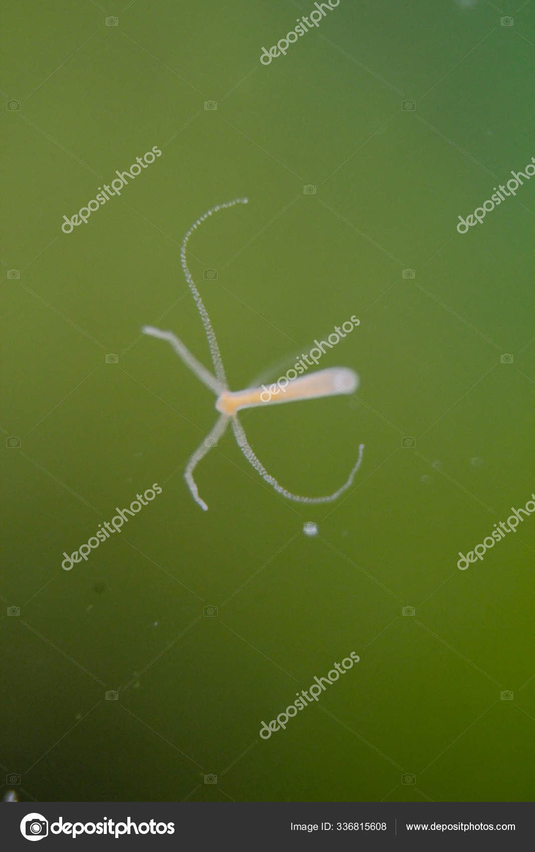 Hydra Genus Small Fresh Water Animals Phylum Cnidaria Class Hydrozoa ...