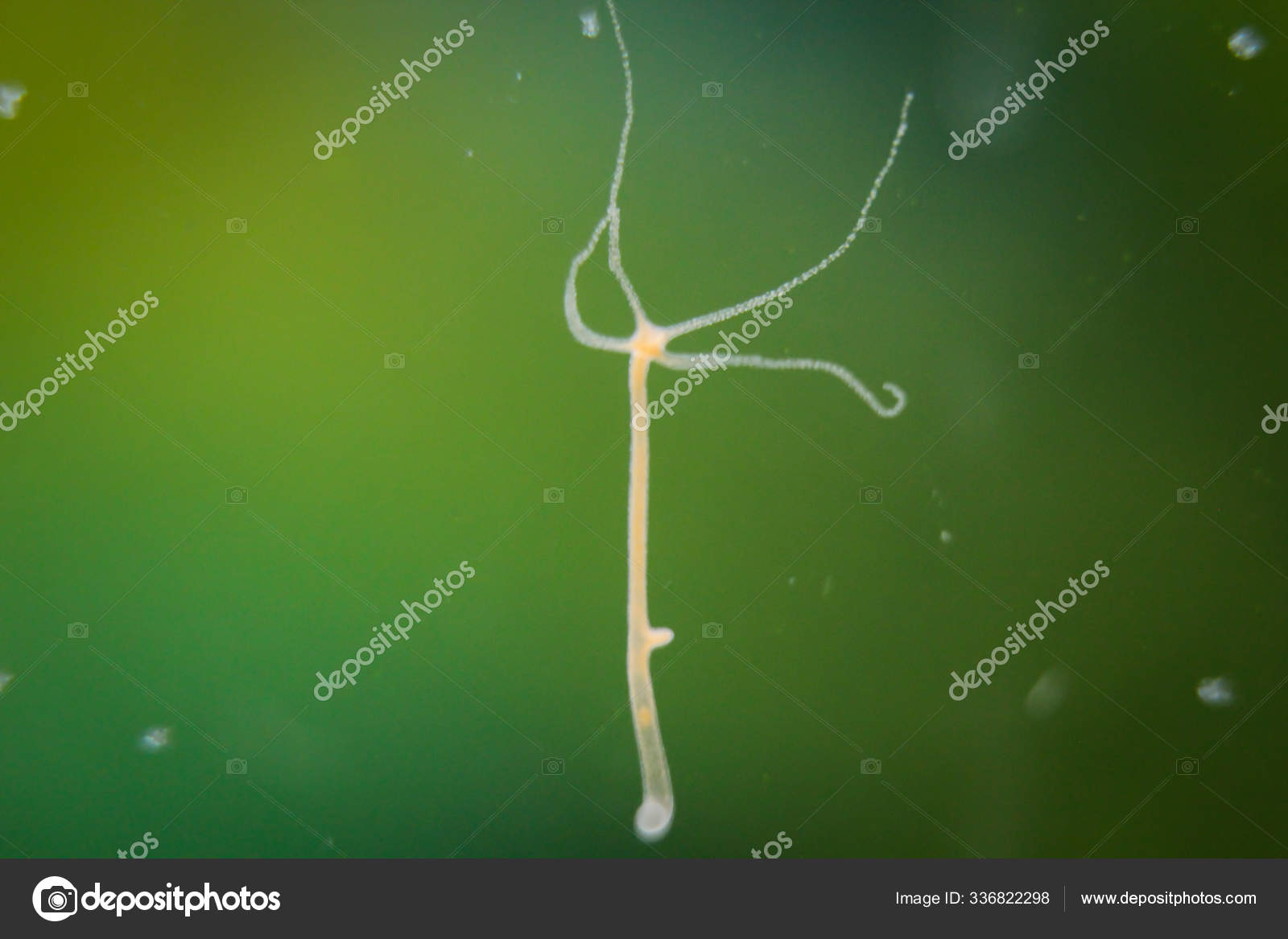 Hydra Genus Small Fresh Water Animals Phylum Cnidaria Class Hydrozoa ...