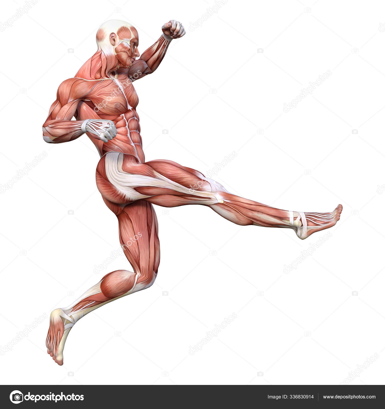 Rendering Male Figure Muscle Maps Isolated White Background Stock Photo ...