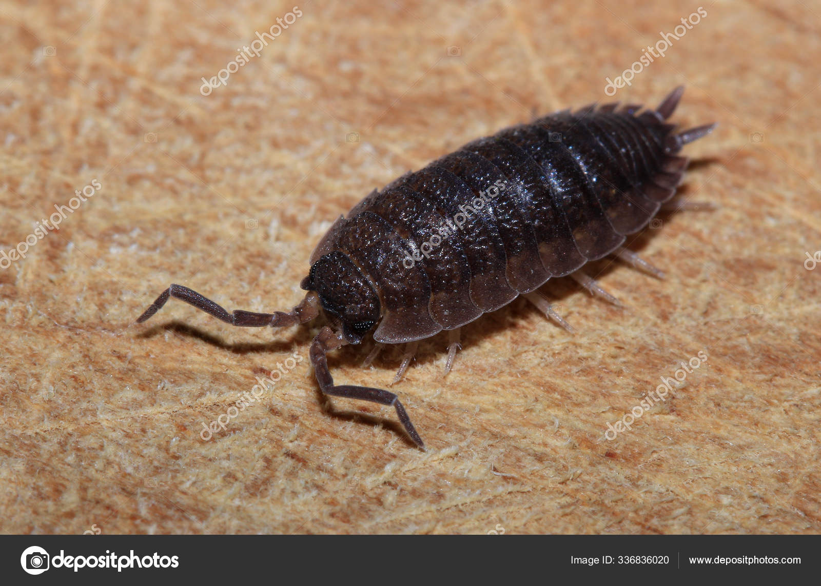 Porcellio Scaber Otherwise Known Common Rough Woodlouse Simply Rough ...