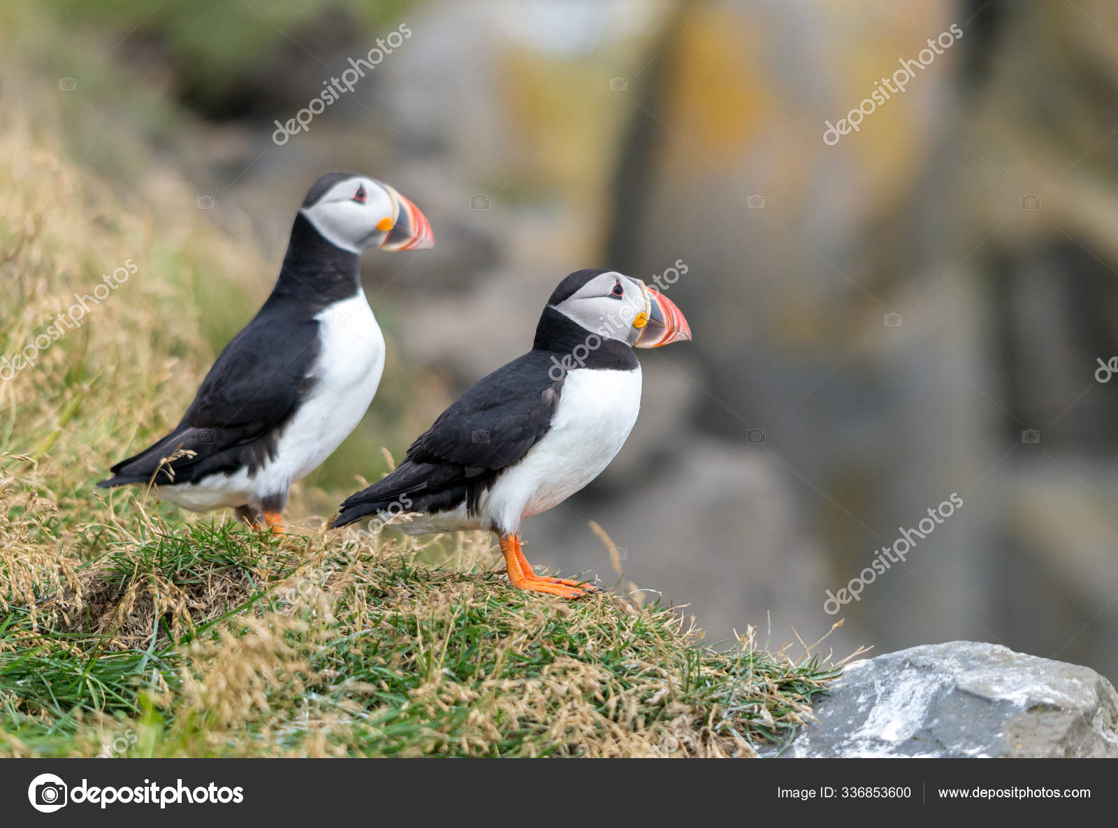Atlantic Puffin Also Known Common Puffin — Stock Photo ...