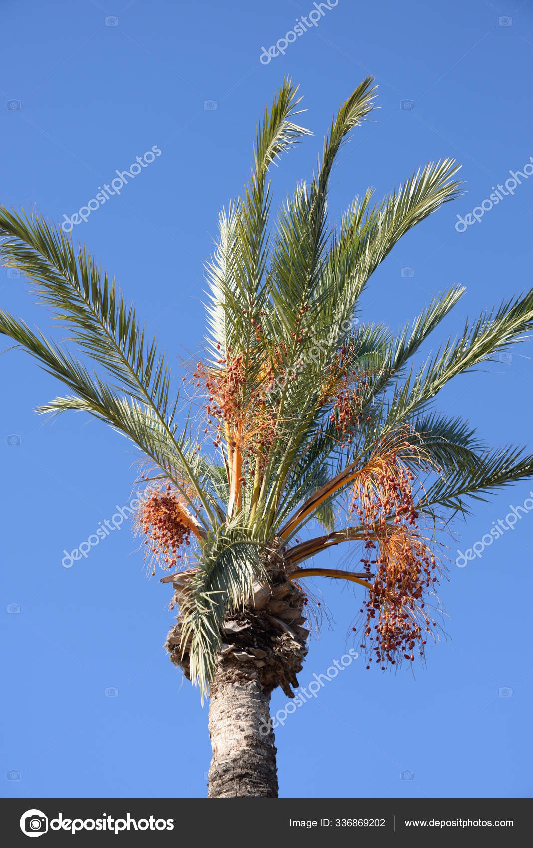 Dates Date Palm Costa Blanca Spain — Stock Photo © PantherMediaSeller ...