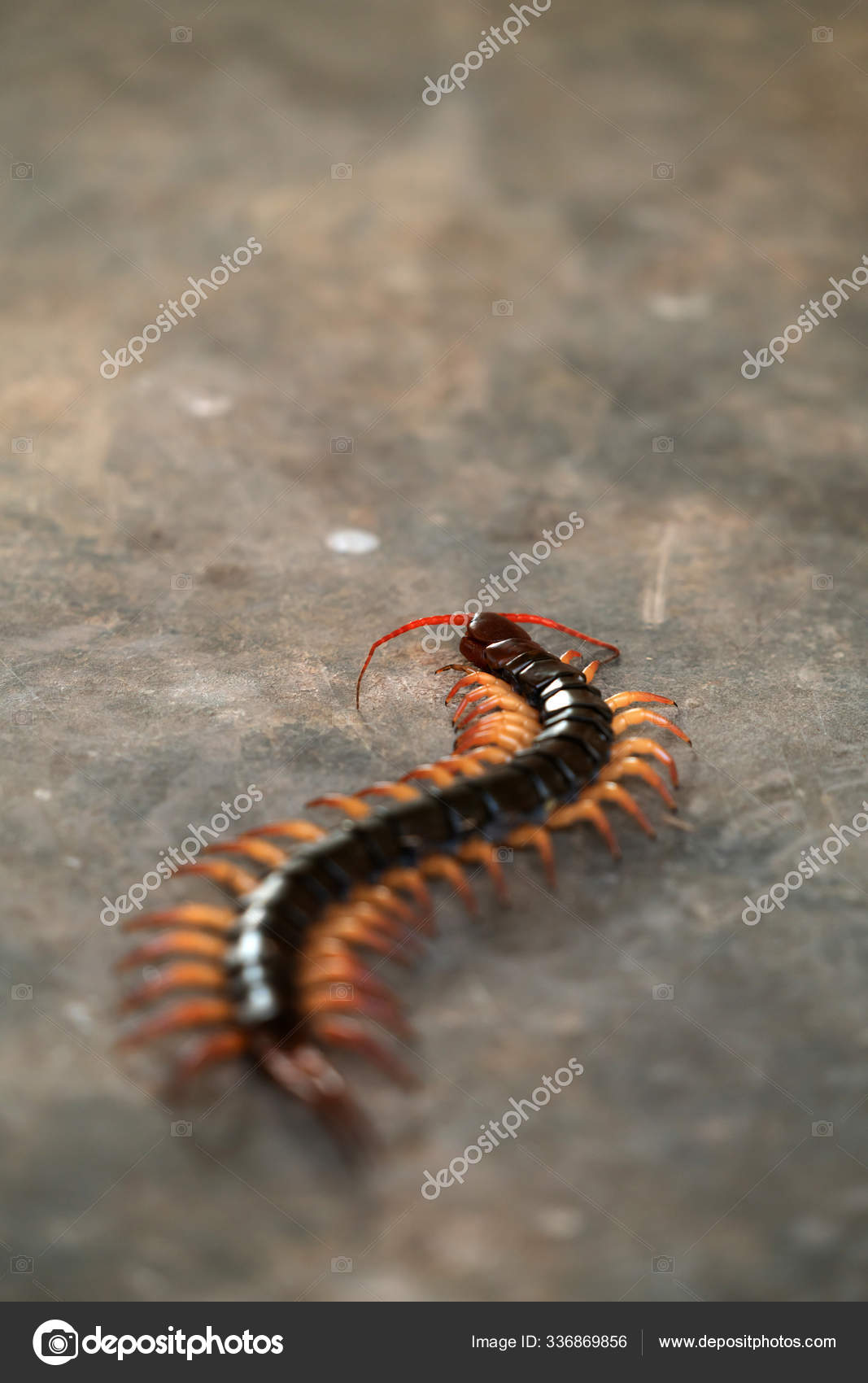 Giant Millipede Face