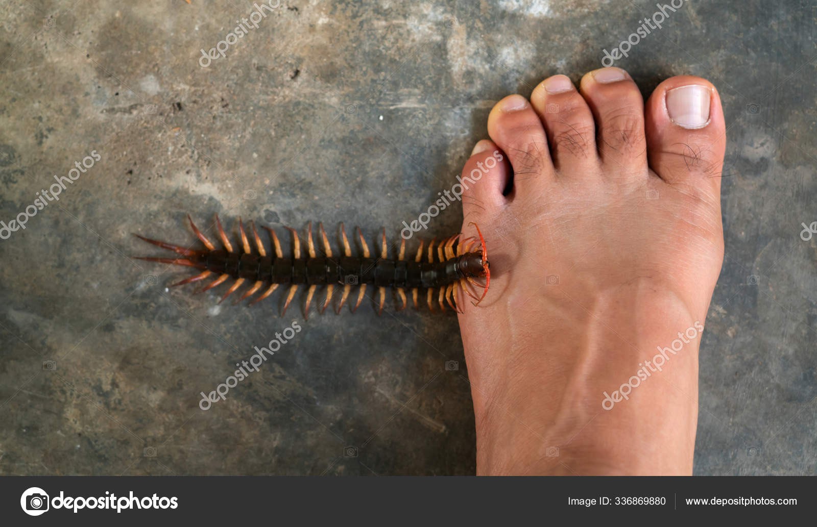People Were Bitten Centipede Feet While Walking Home Stock Photo by ...
