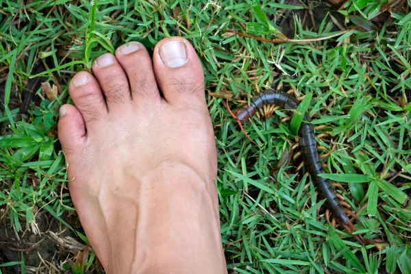 The human centipede Stock Photos, Royalty Free The human centipede ...