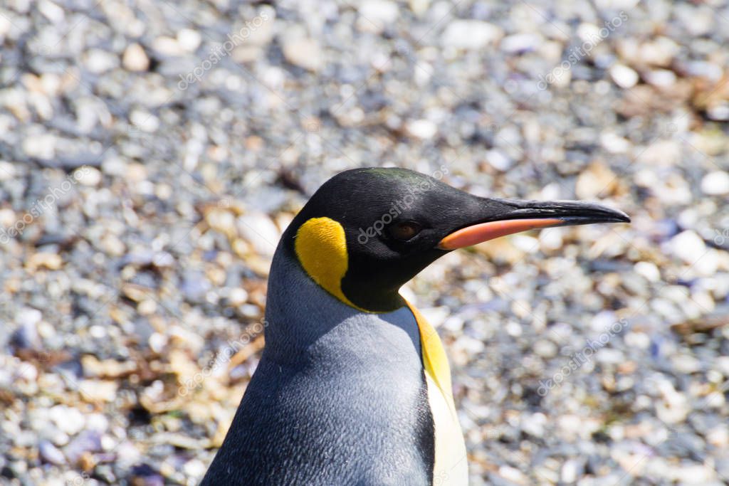 Pingüino rey en la playa de la isla Martillo, Ushuaia. Parque Nacional Tierra del Fuego. Vida ...