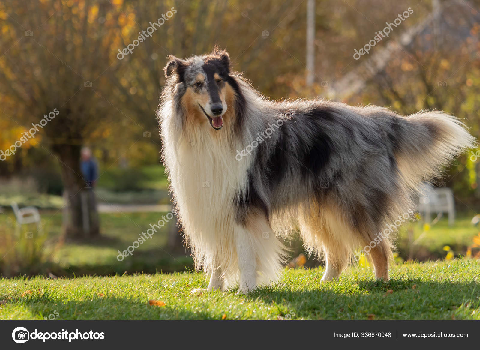 Beautiful Collie Long Hair Out Nature Stock Photo by ...