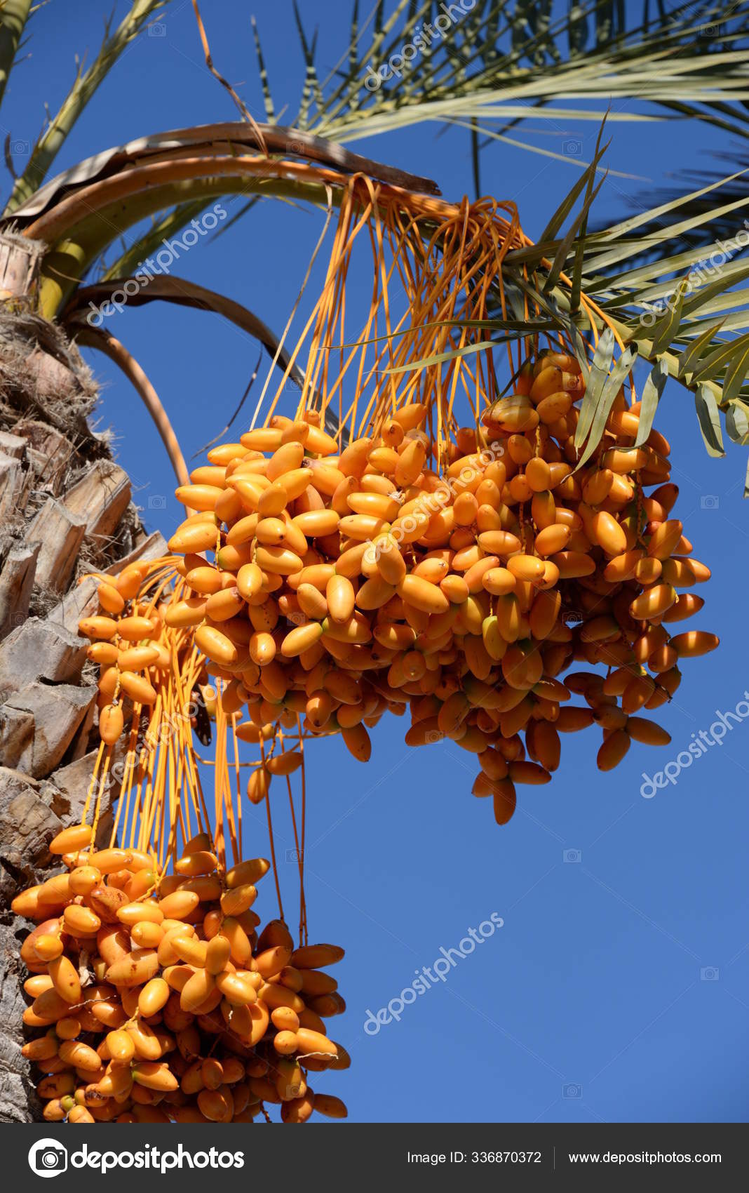 Dates Date Palm Costa Blanca Spain Stock Photo by ©PantherMediaSeller ...
