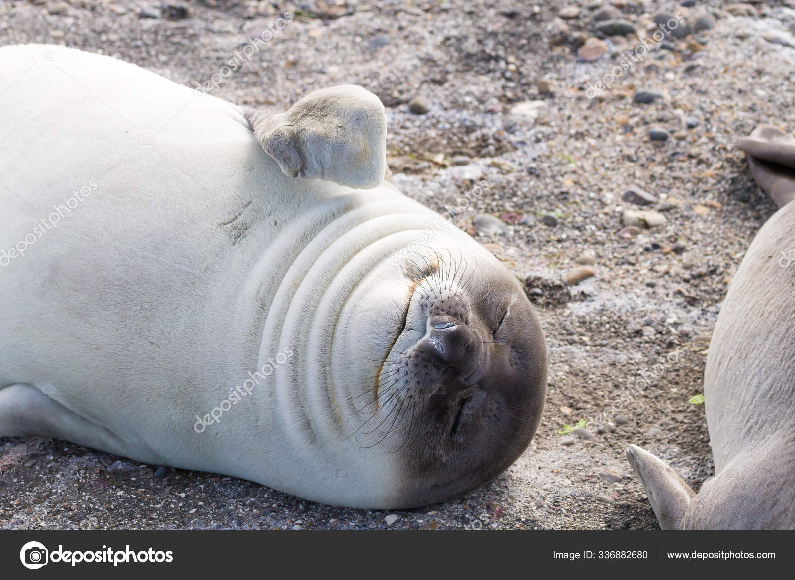 Elephant Seal Beach Close Patagonia Argentina Isla Escondida Beach ...