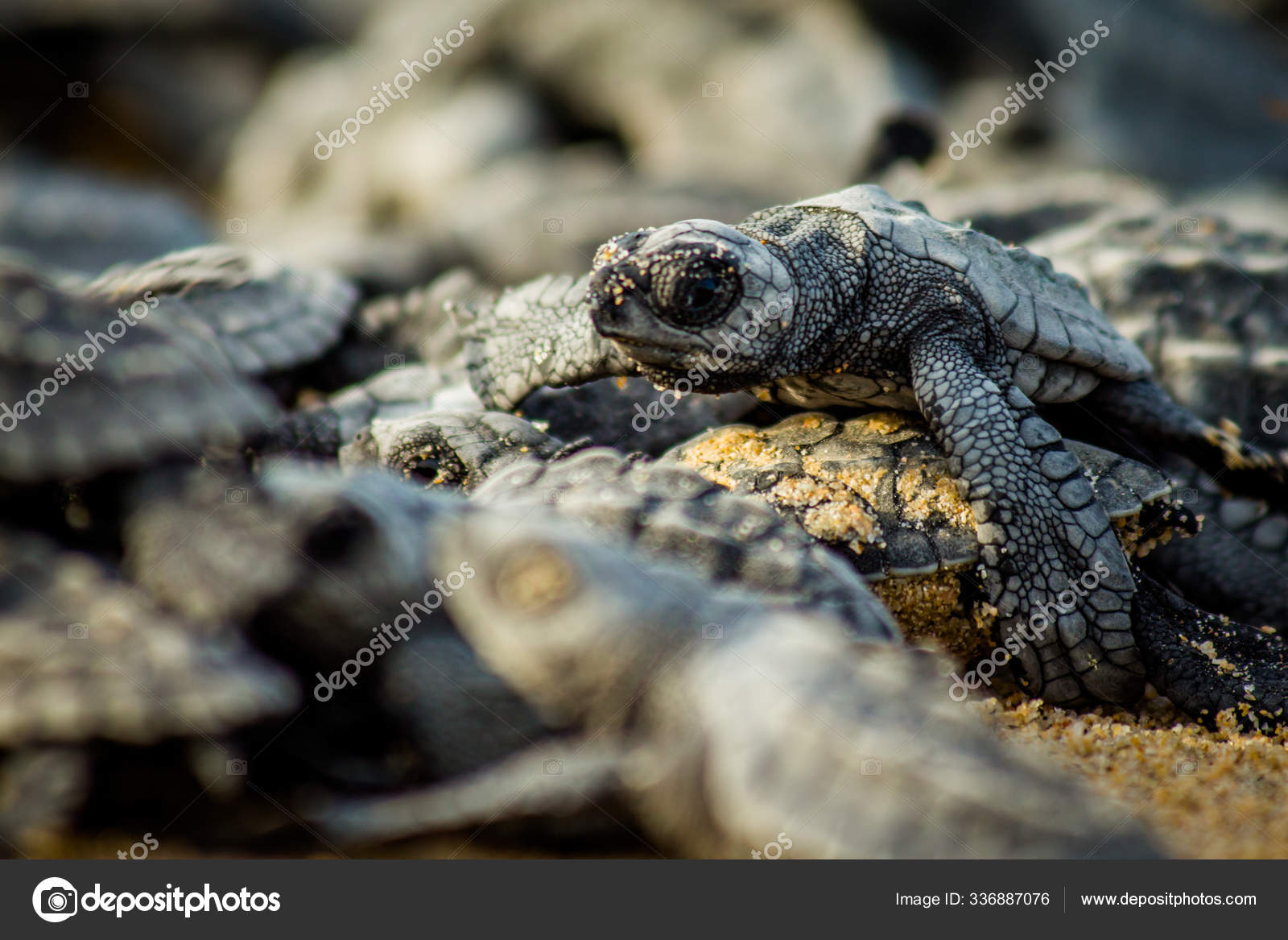 Baby Hatchling Sea Turtles Struggle Survival Scamper Ocean Cabo Pulmo ...