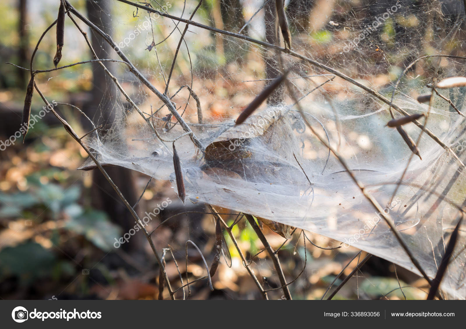Spider Cobweb Forest Dried Tree Branch Leaves Forest Adventure Travel ...