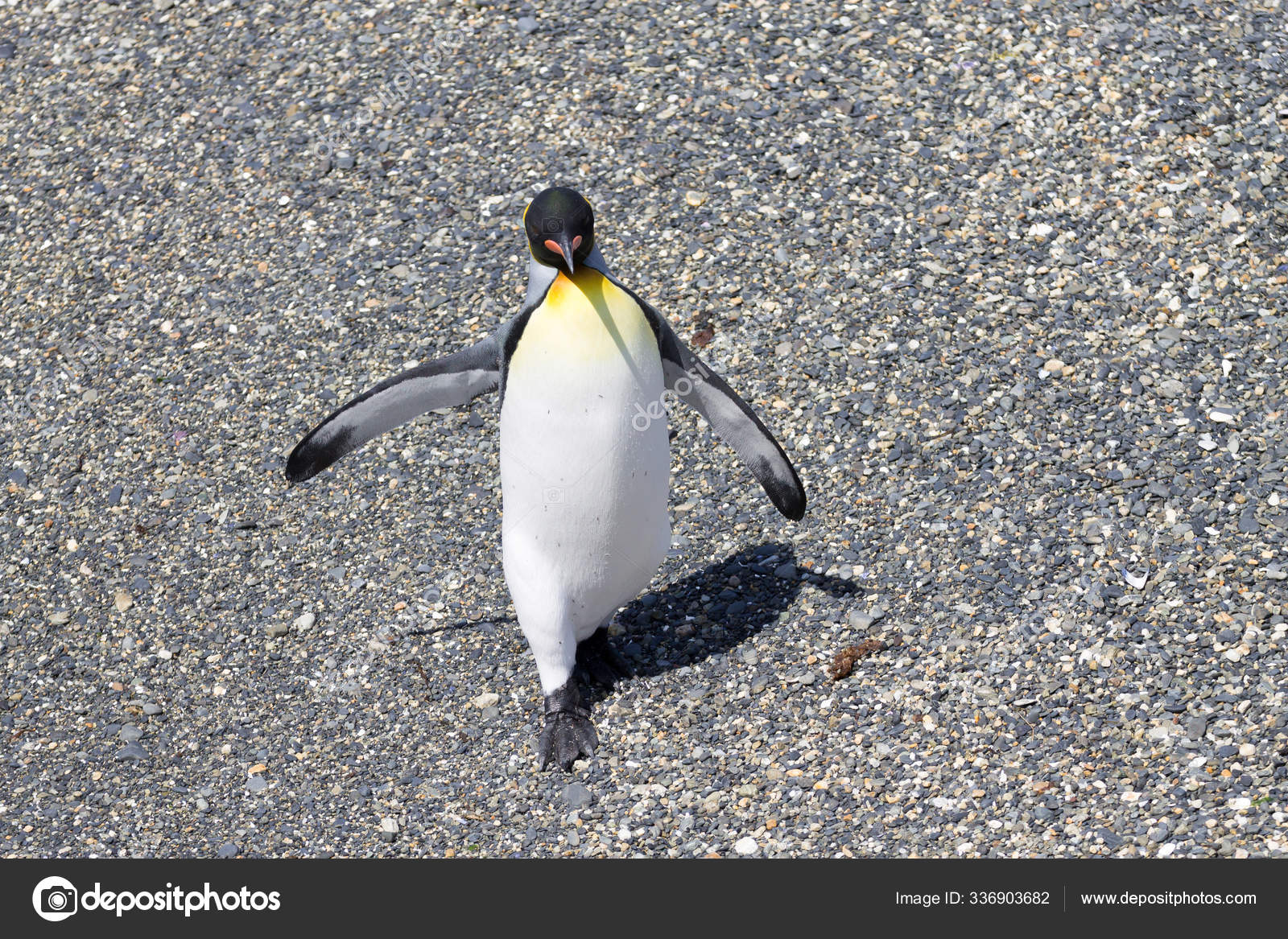 Pingüino Rey Playa Isla Martillo Ushuaia Parque Nacional Tierra Del ...
