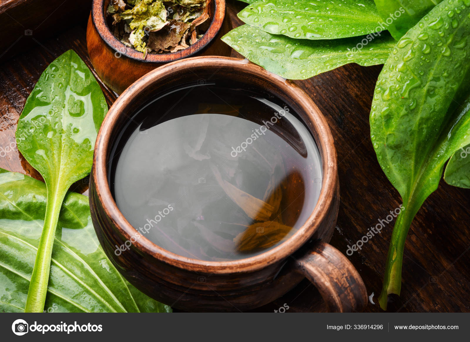 Plantain Tea Fresh Ribwort Plantain Leaves Stock Photo by ...