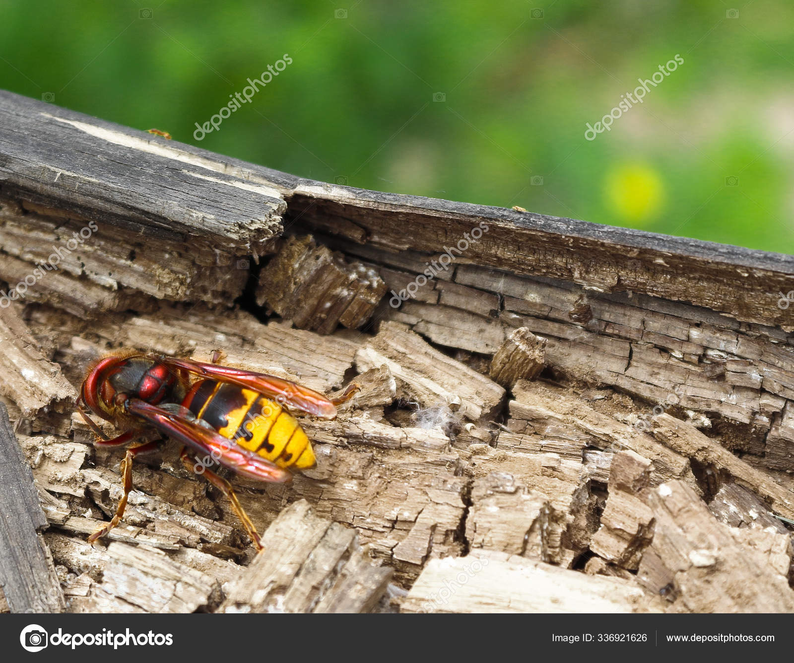 Big Wasp Vespa Crabro Rotting Tree Stock Photo by ©PantherMediaSeller ...