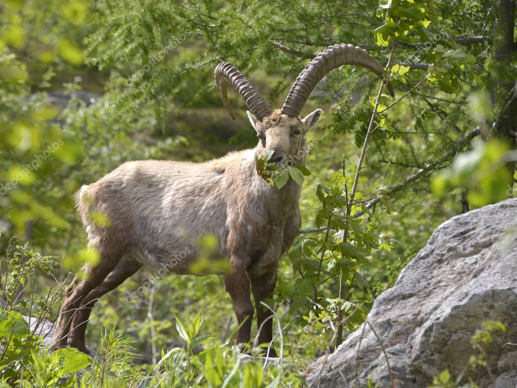 Íbice alpino macho (Capra ibex) comiendo hojas en las montañas de los ...
