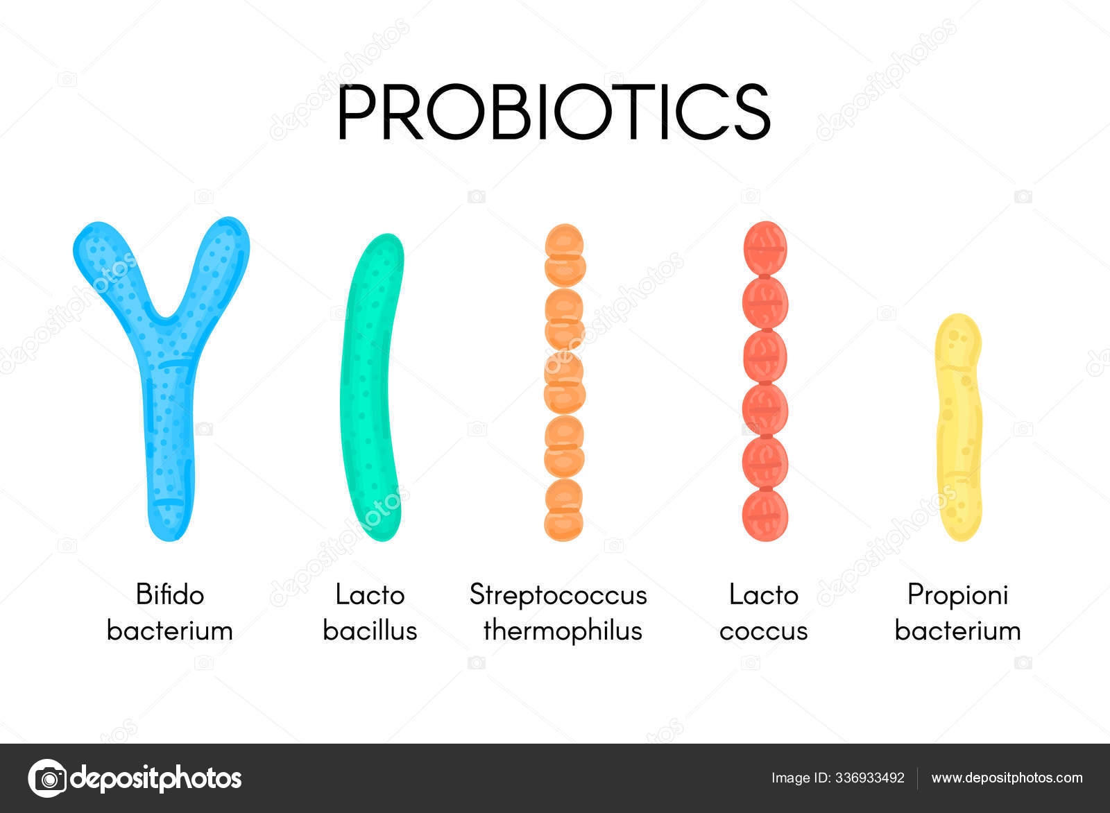 Probiotics Lactic Acid Bacterium Bifidobacterium Lactobacillus ...