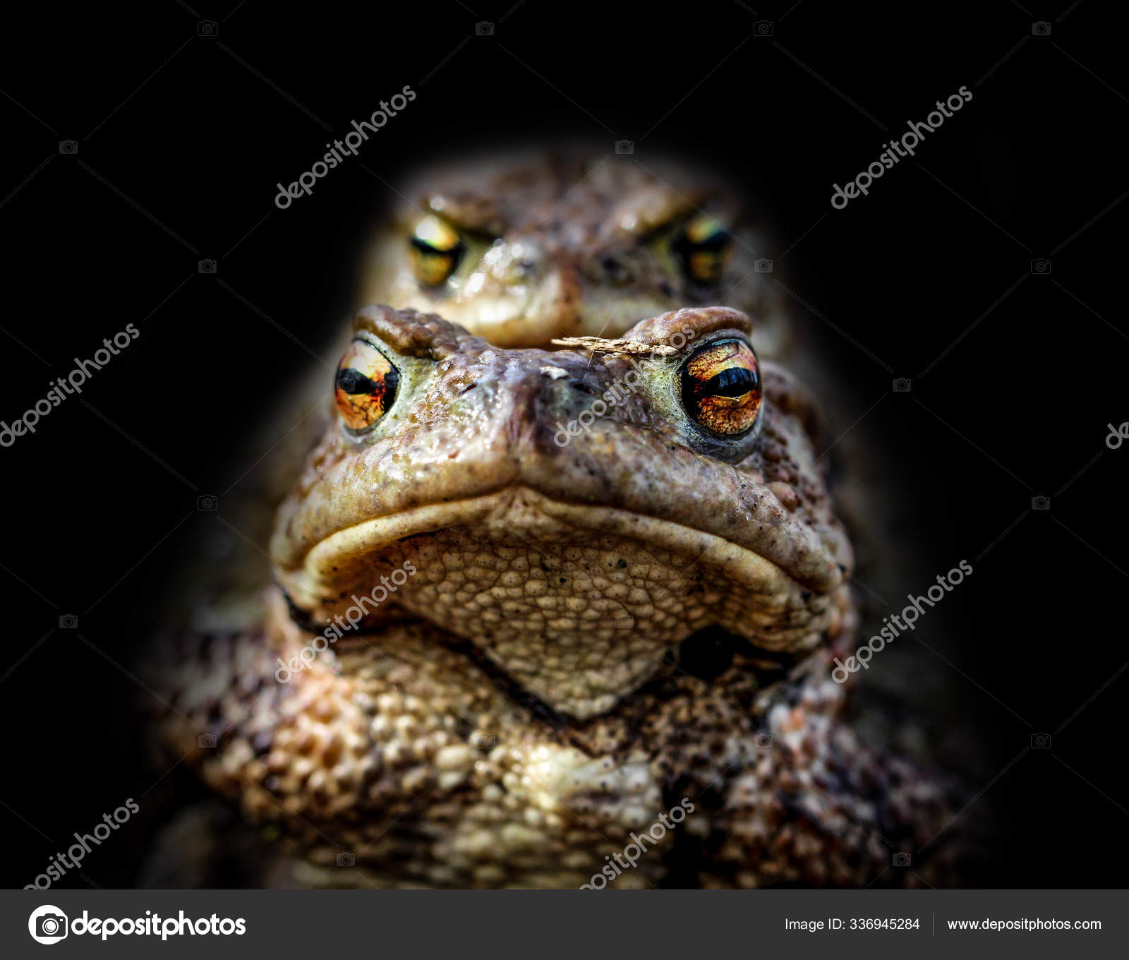 Portrait Two Toads Toads Piggyback — Stock Photo © PantherMediaSeller ...