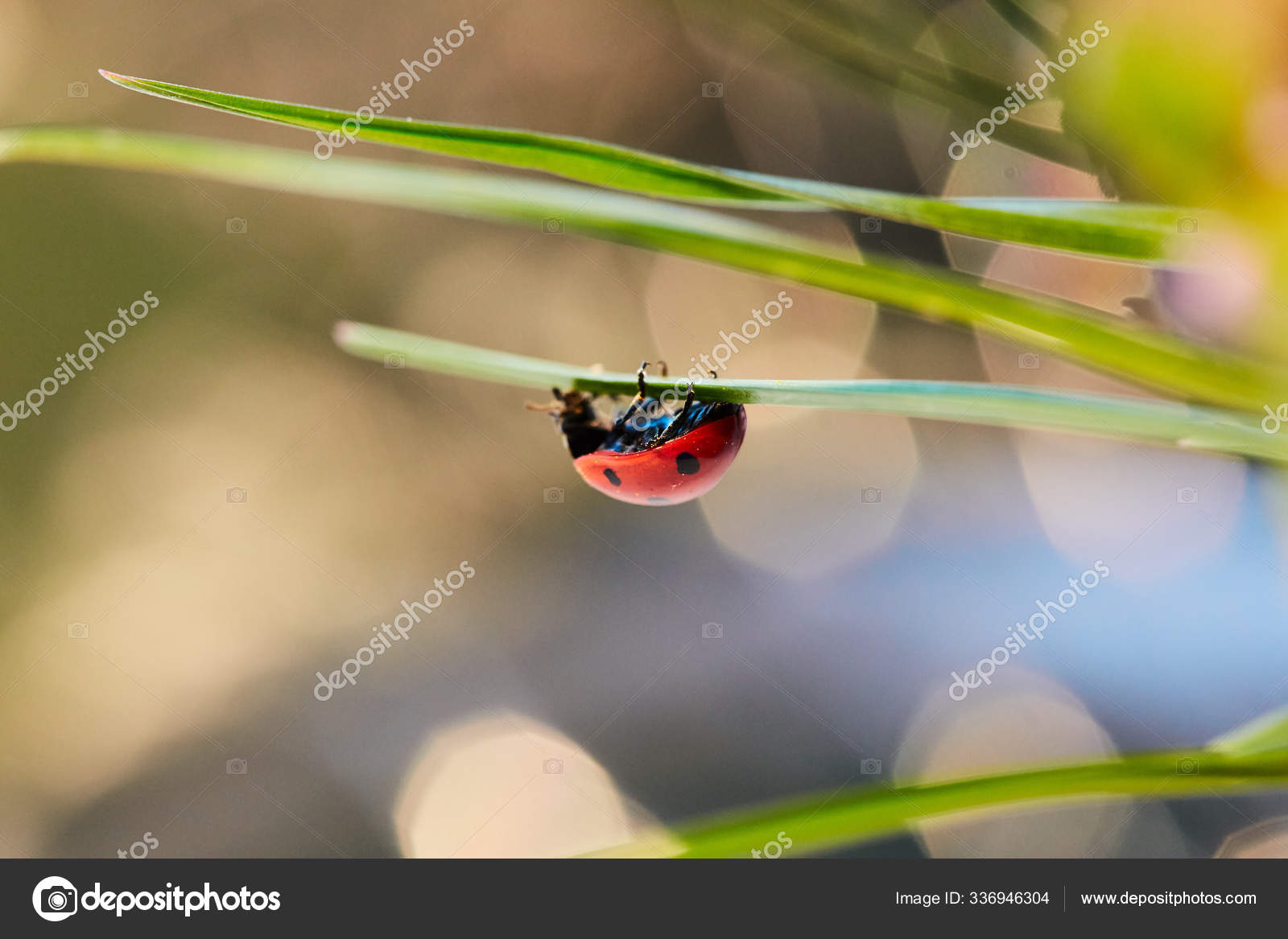Ladybug Green Leaf Close Ladybug Leaf — Stock Photo ...
