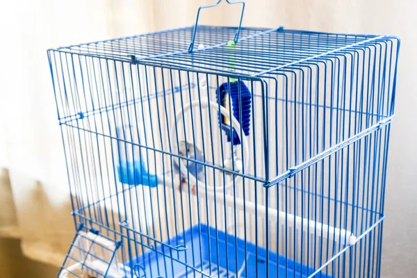 Gerbil cage Stock Photos, Royalty Free Gerbil cage Images | Depositphotos